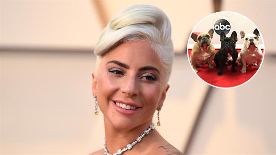 Lady Gaga Welcomes New Puppy After 2021 Dog Kidnapping Incident